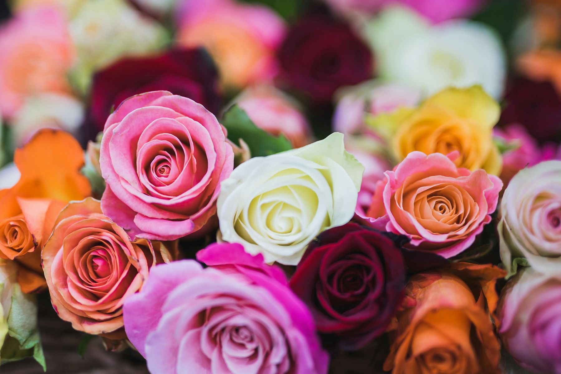 Choosing the Right Flower Colors for Every Occasion